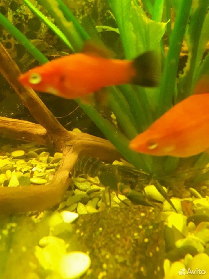 Австралийский красноклешневый рак