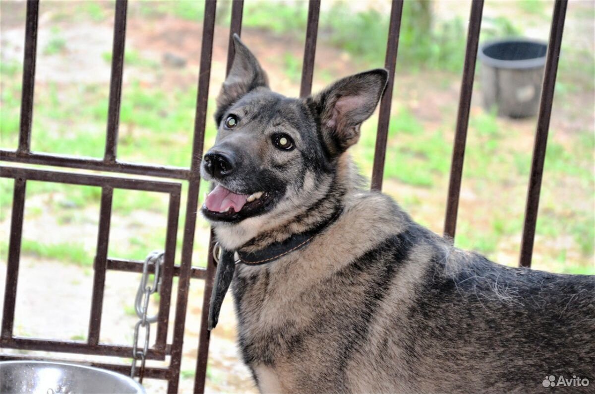 Лейла ищет семью