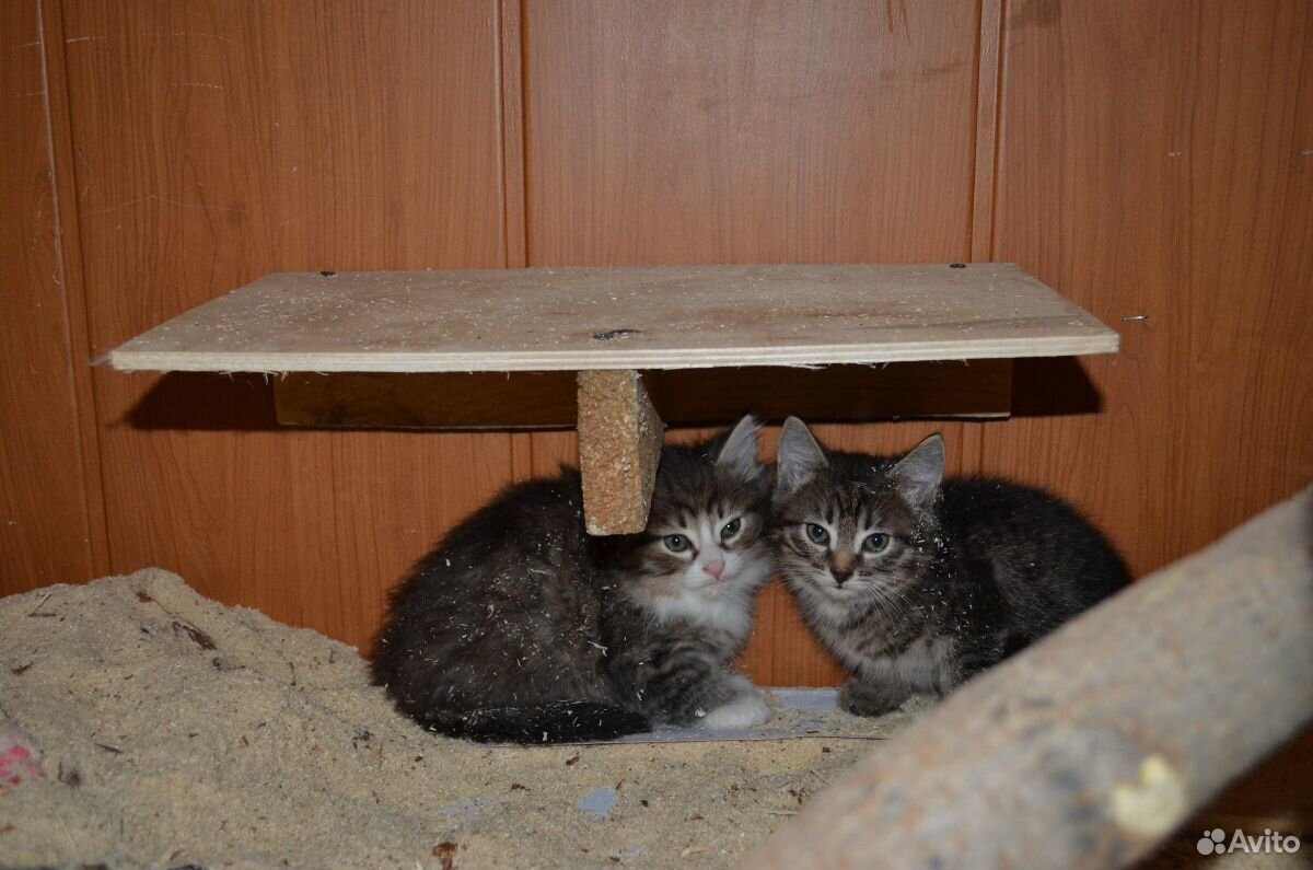 Котята с мамой