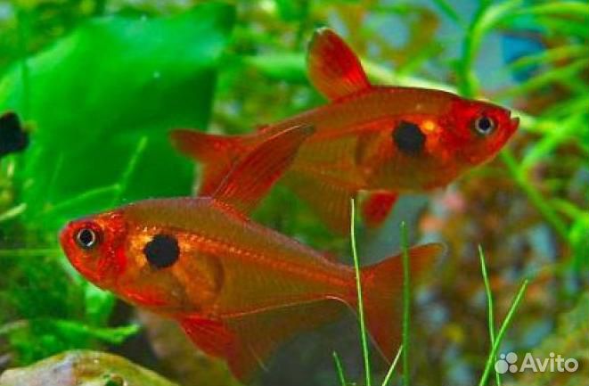 Рыба Тетра кровавая, Каллистус или Минор