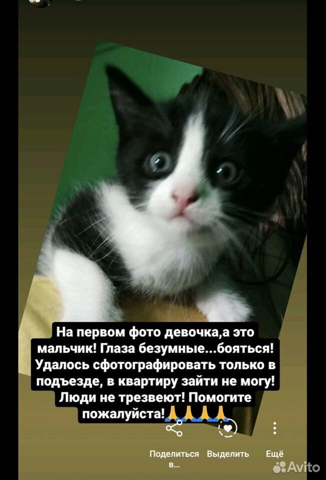 Котёнок у алкашей Добрый человек отзовись