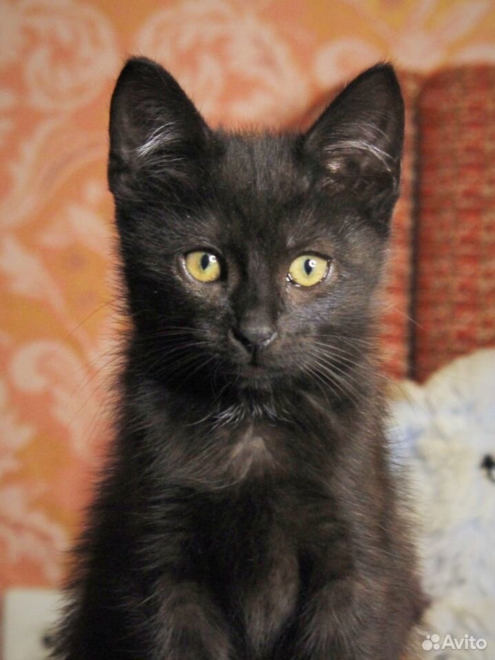 Котёнок Чуся ищет дом
