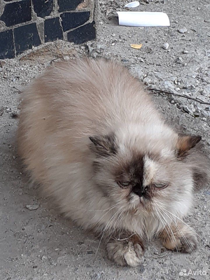 Кошка потеряшка