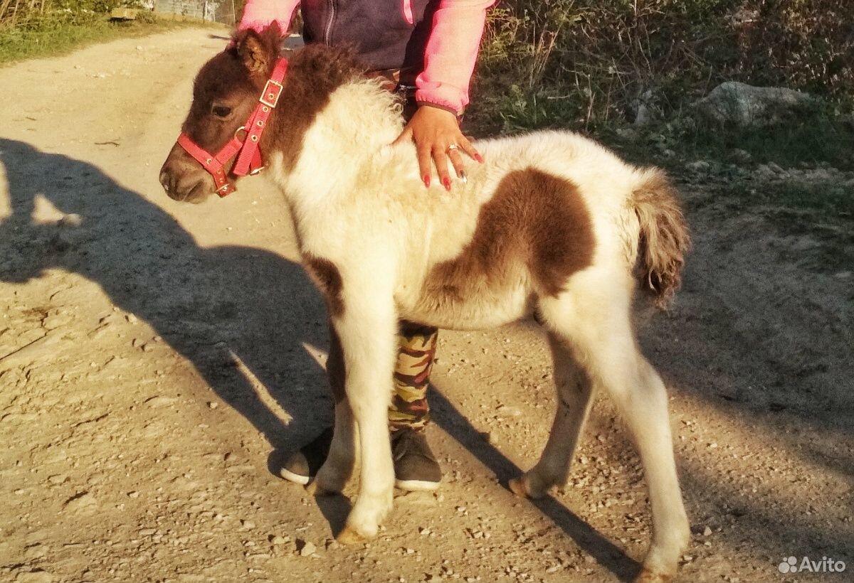 Продам жеребчика пони