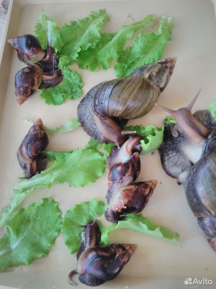 Аквариум с улитками Ахатина Фулика