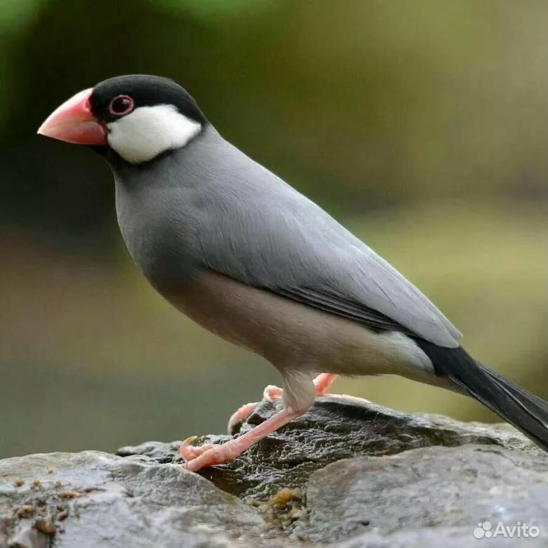 Рисовая Амадина