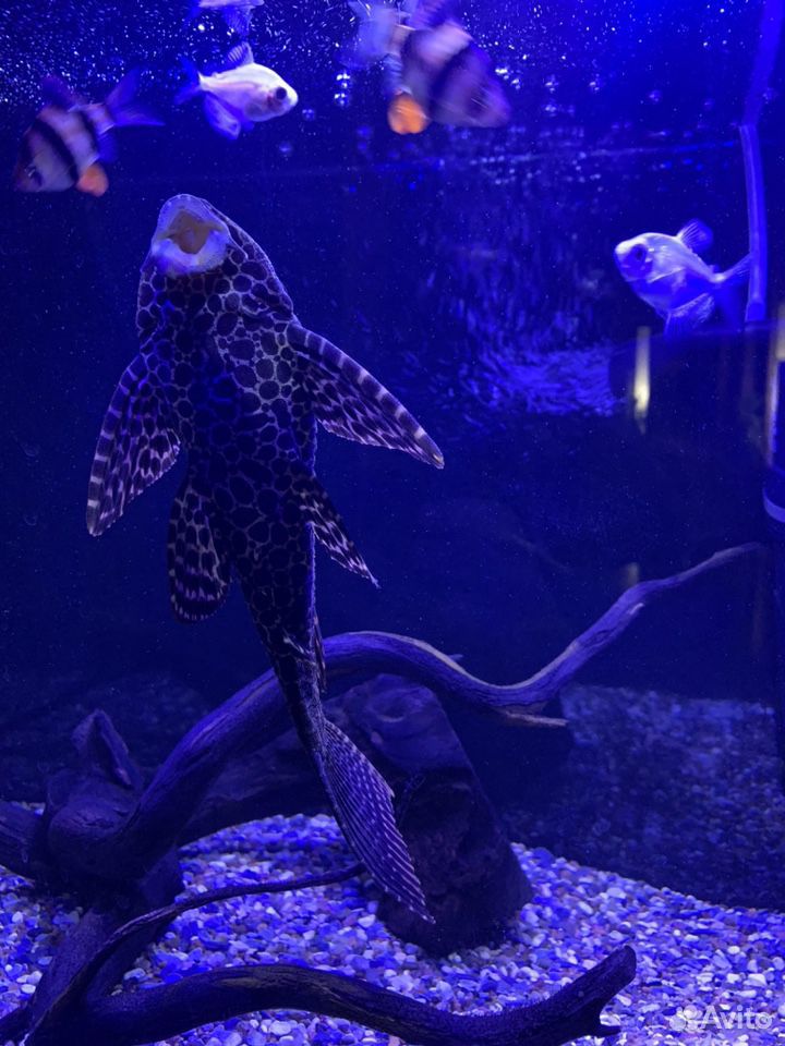 Сом, барбусы, тернейци бесплатно