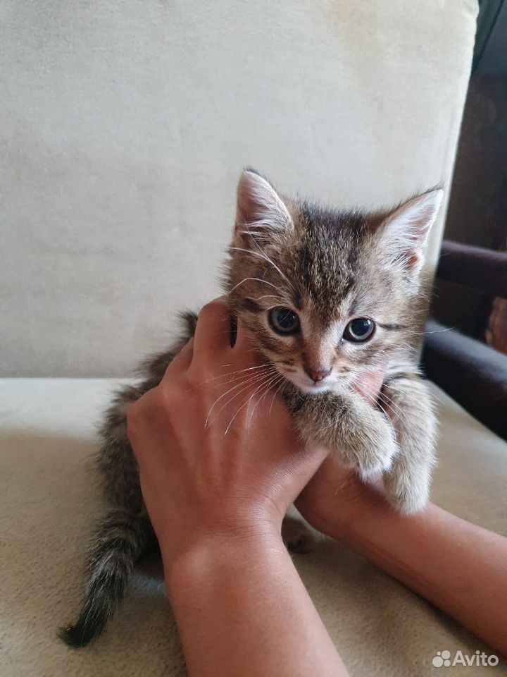 Котёнок мальчик