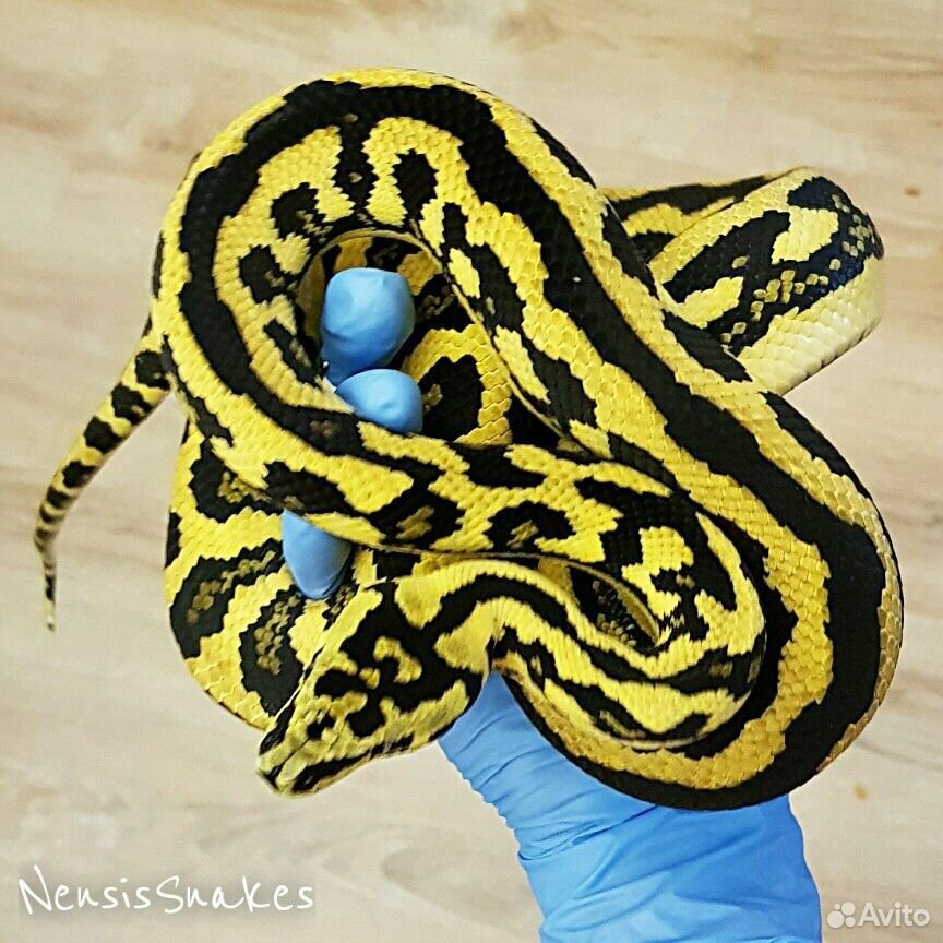 Морелия, ковровая змея