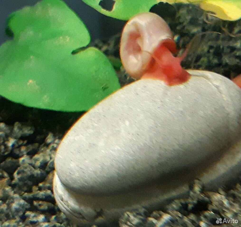 Аквариумные "Катушки" розовые, голобые