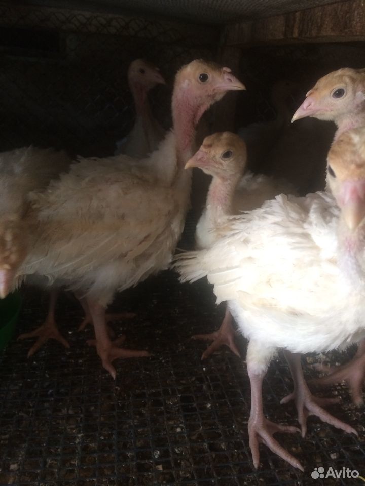 Подросшие индюшата