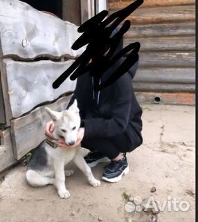 Щенок хаски