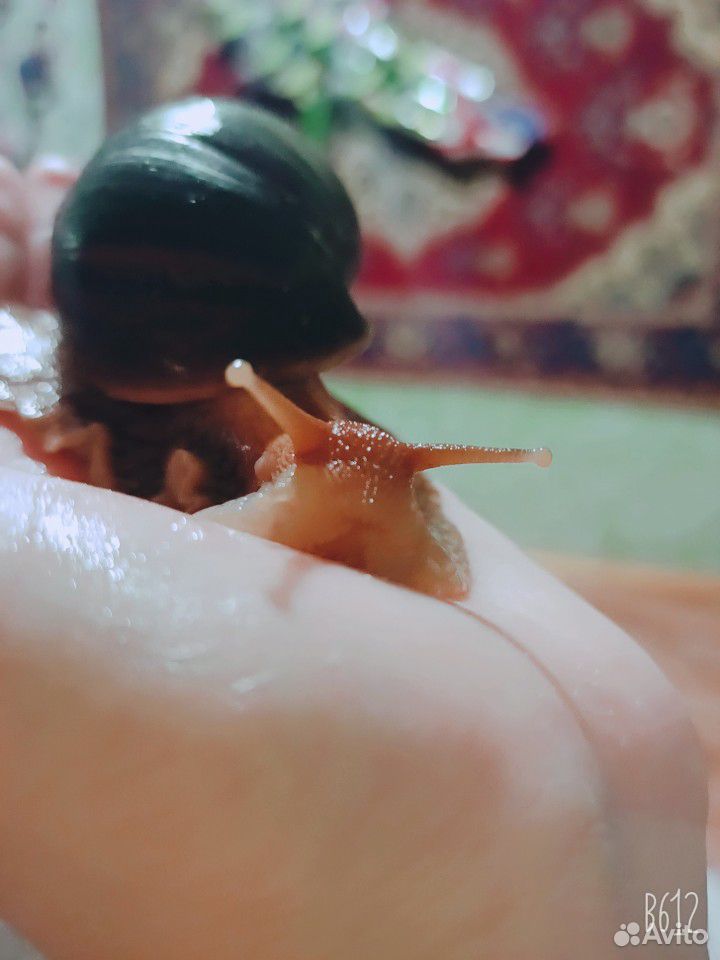 Улитки Ахатины