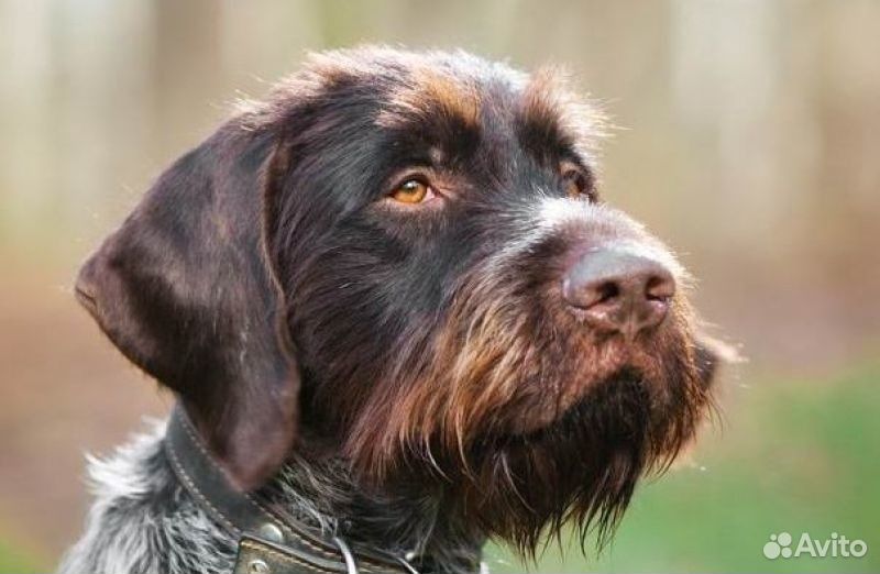 Отдам Дратхаара бесплатно