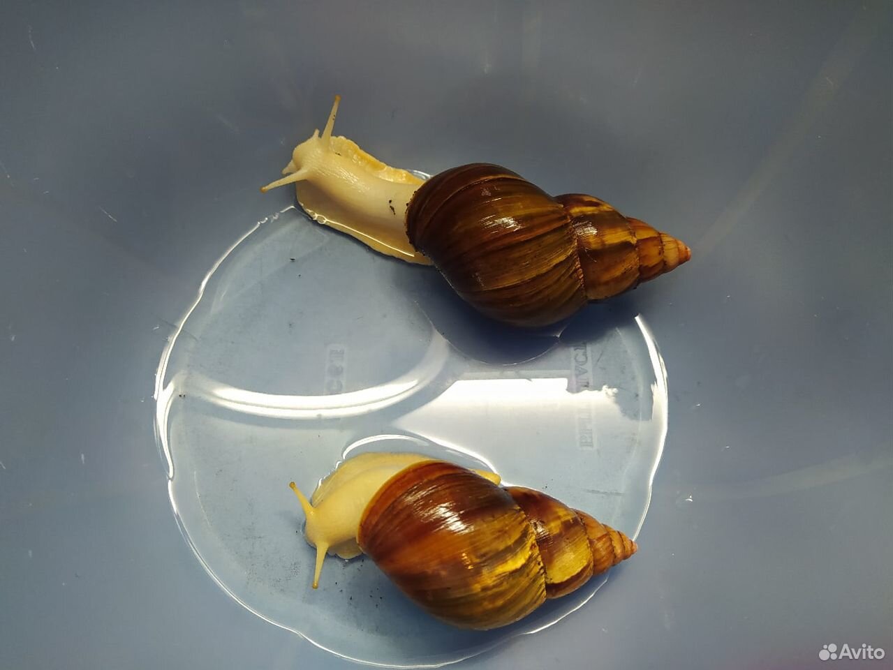 Улитки ахатины