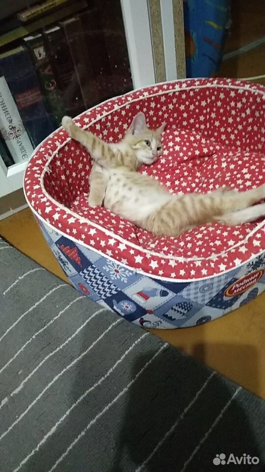 Милый рыжий котенок в добрые руки