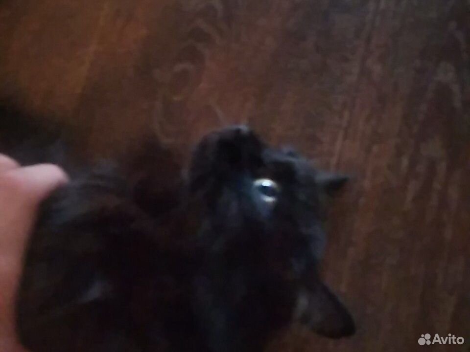 Кошка убийца