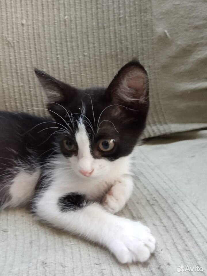 Мурчально-целовальный террорист