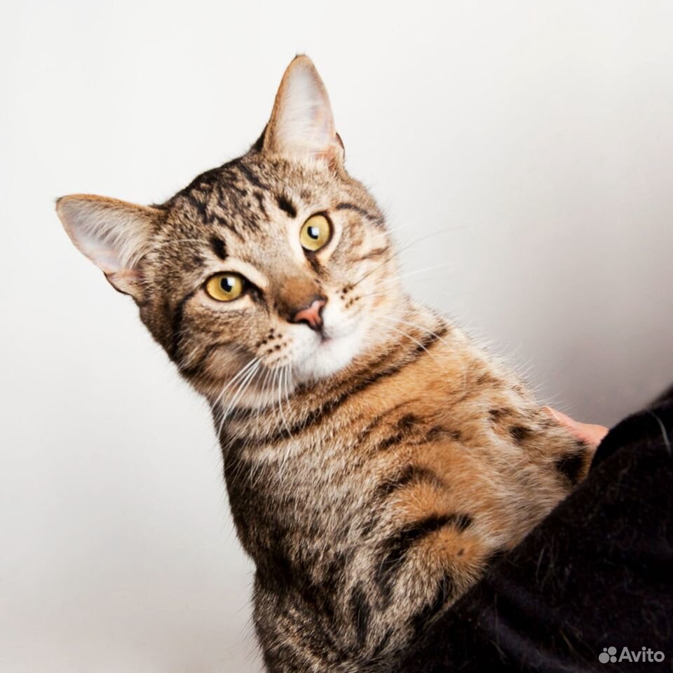 Маленький тигр Майкл в добрые руки