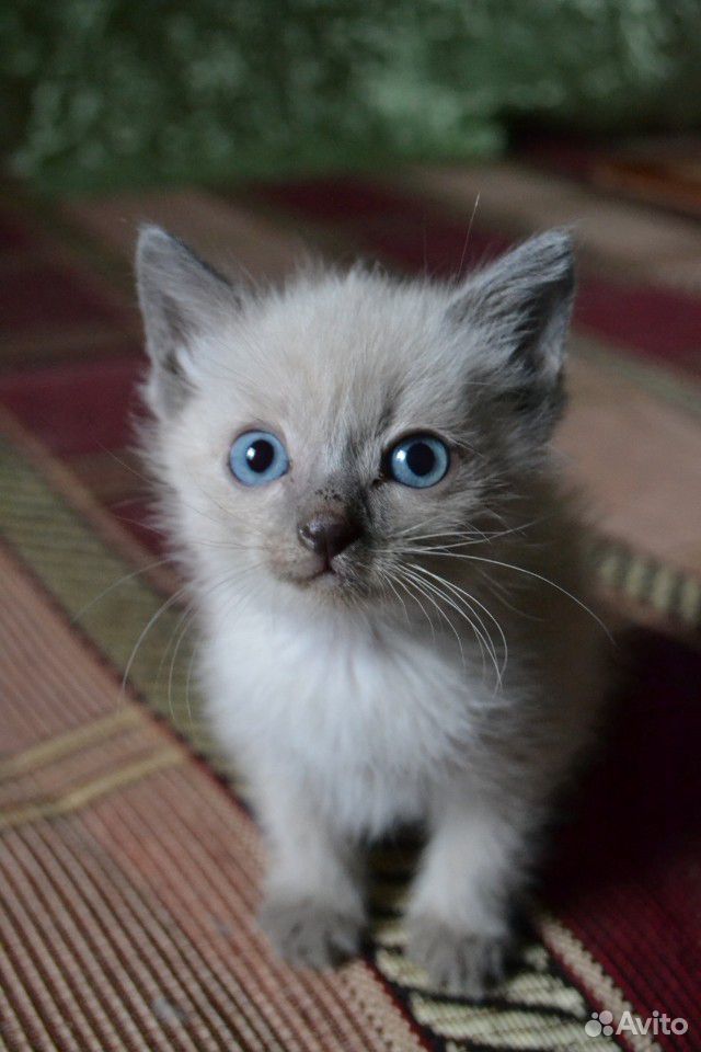Котенок сиамский