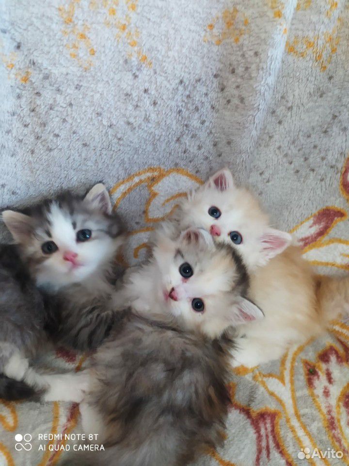 Котята