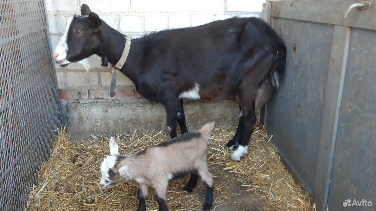 Коза с козленком