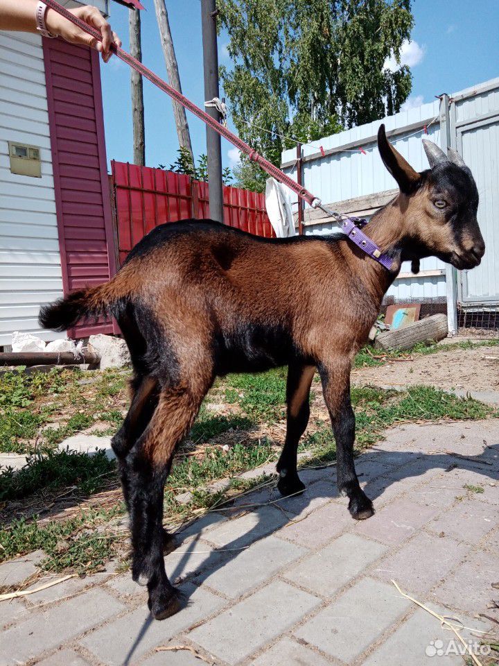 Козёл племенной