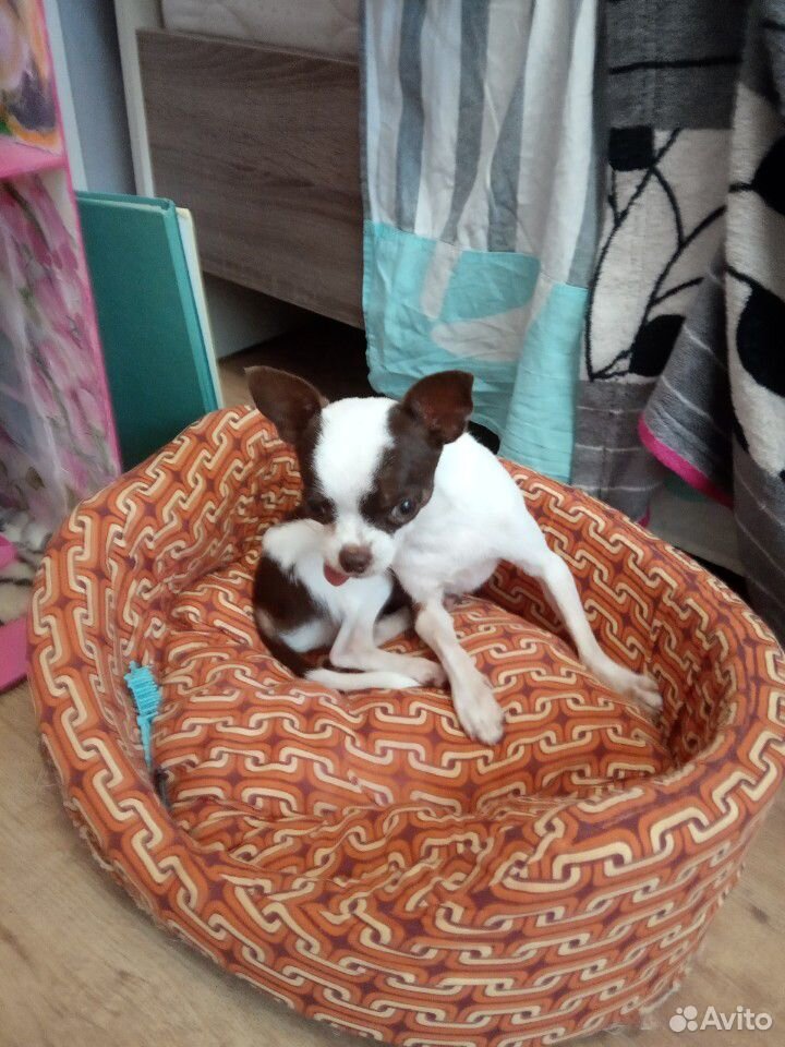 Вязка чихахуа