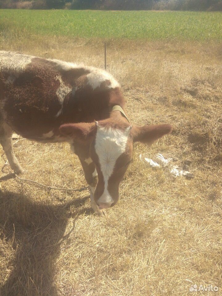 Тёлки 5 и 4 мес