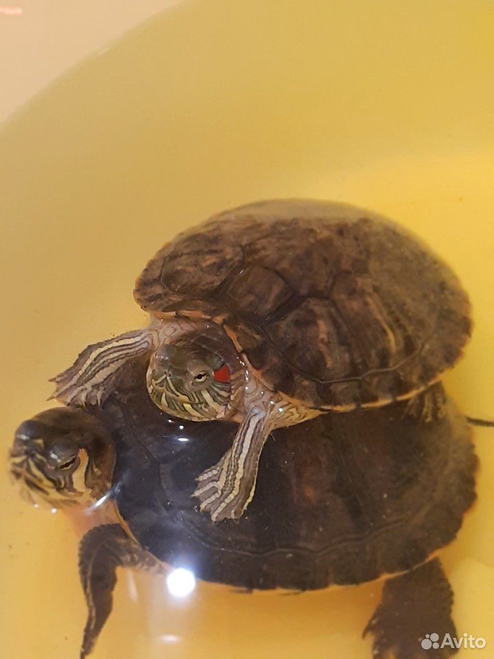 Черепаха