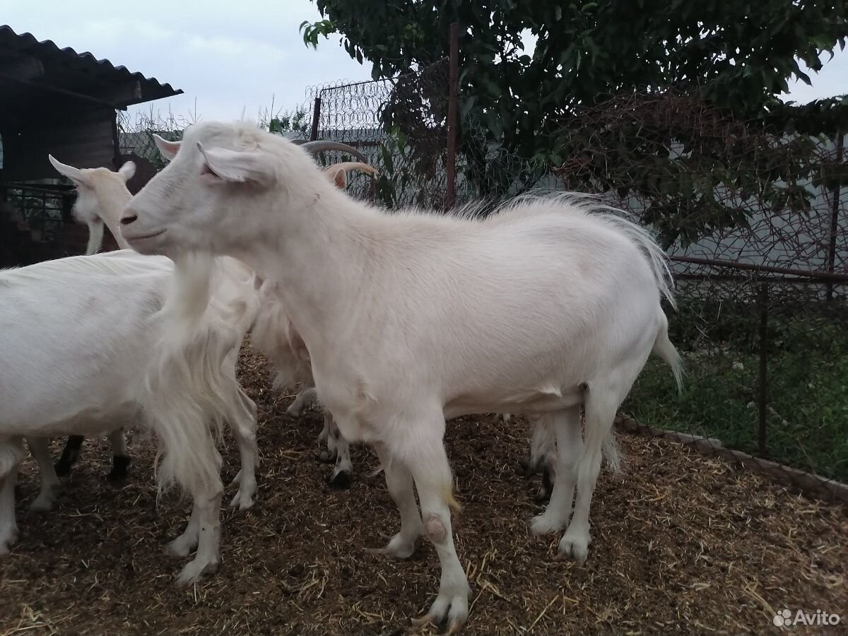 Козёл и коза