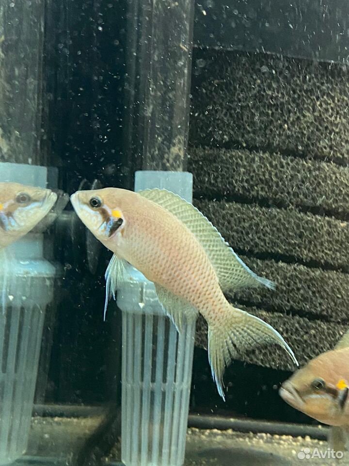 Принцесса Бурунди