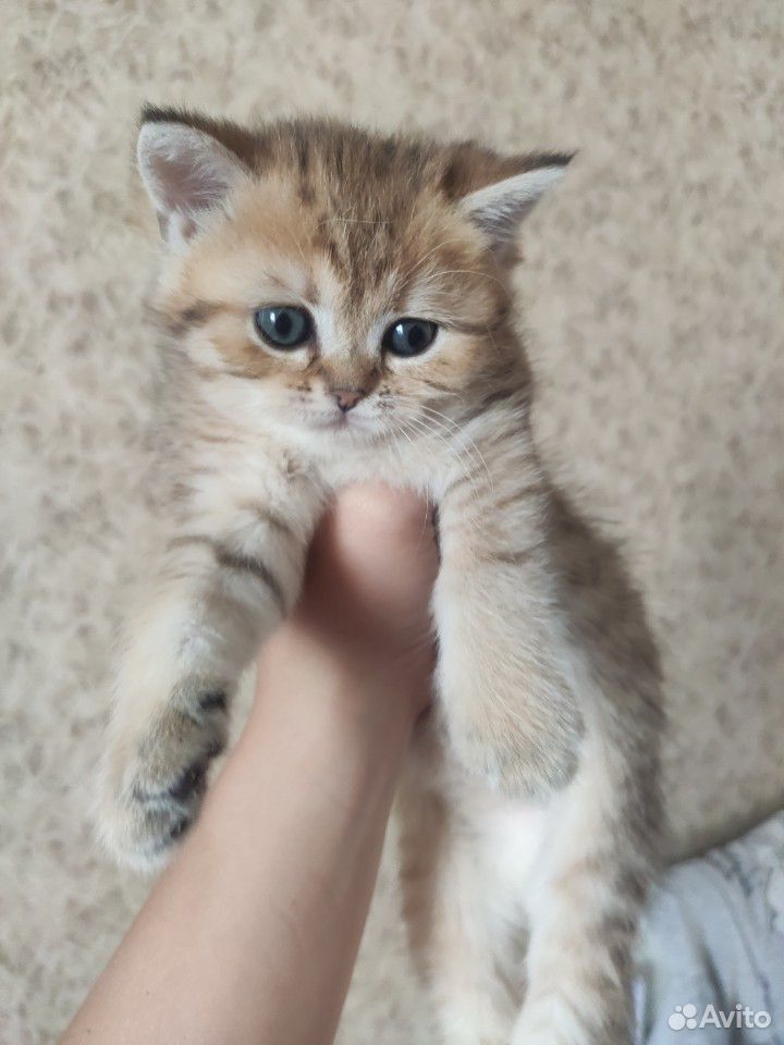 Котенок девочка британская золотистая шиншилла