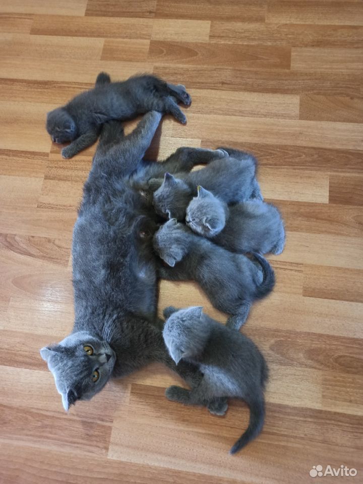 Шотландские котята фолд и страйт