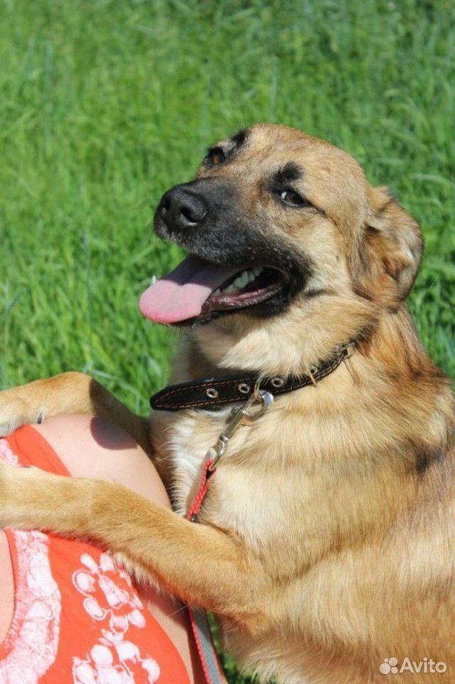 Маленькая собака Фокси из приюта ищет семью