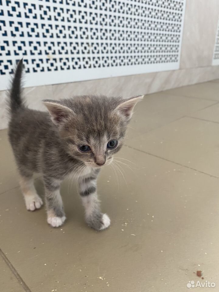 Котенок серый мальчик 1 мес