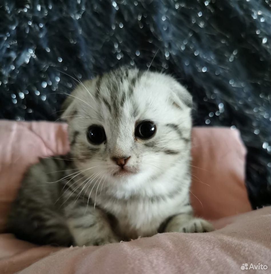 Шотландский котёнок