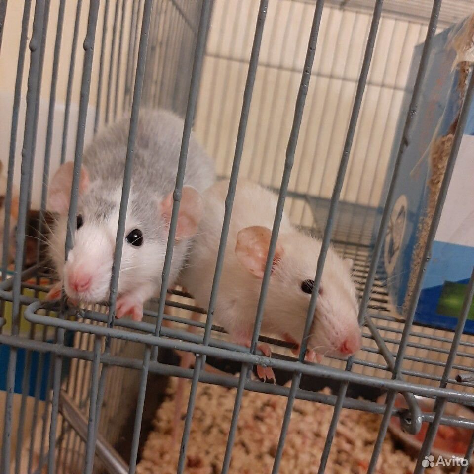 Крысы Милка и Дипси