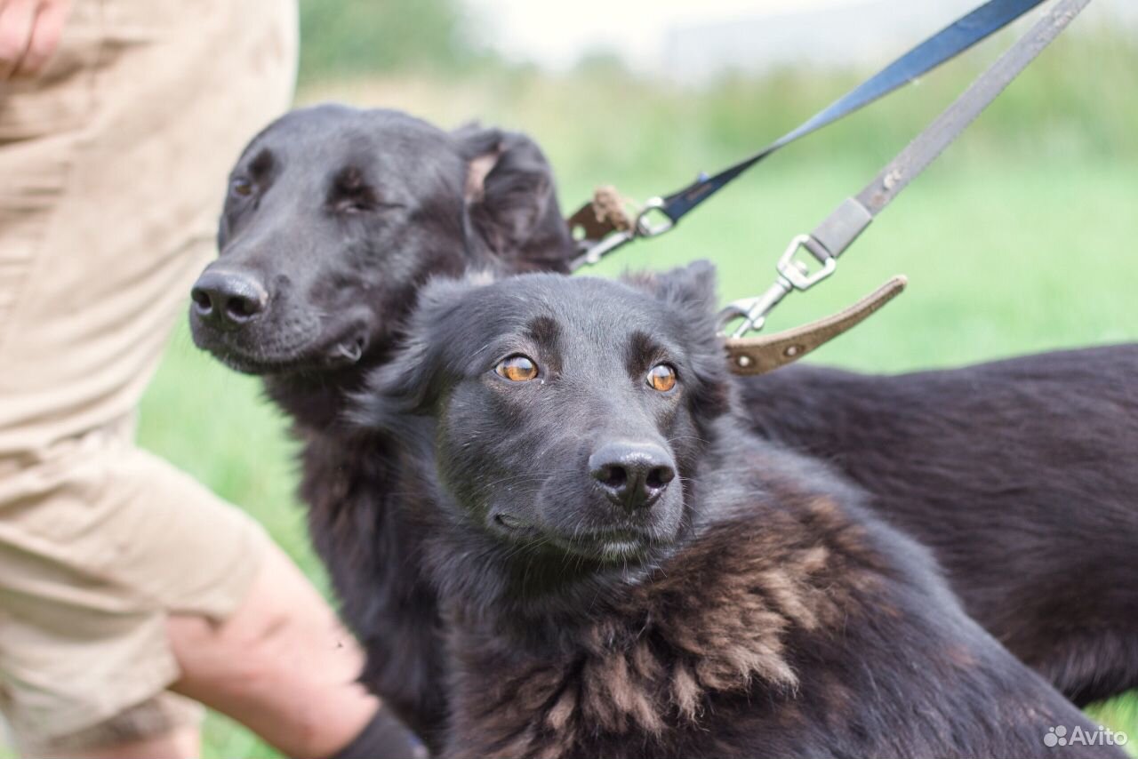 Две сестрички Лиза и Алиса ищут дом