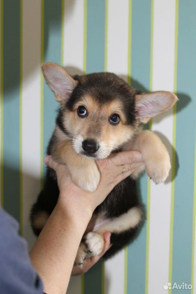 Чудесная ушастая девочка