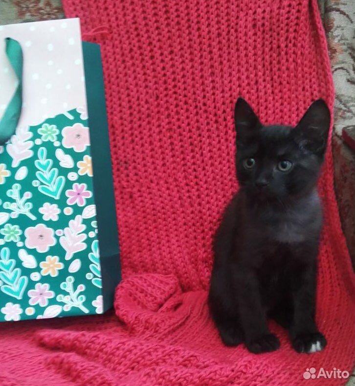 Мультяшный котенок