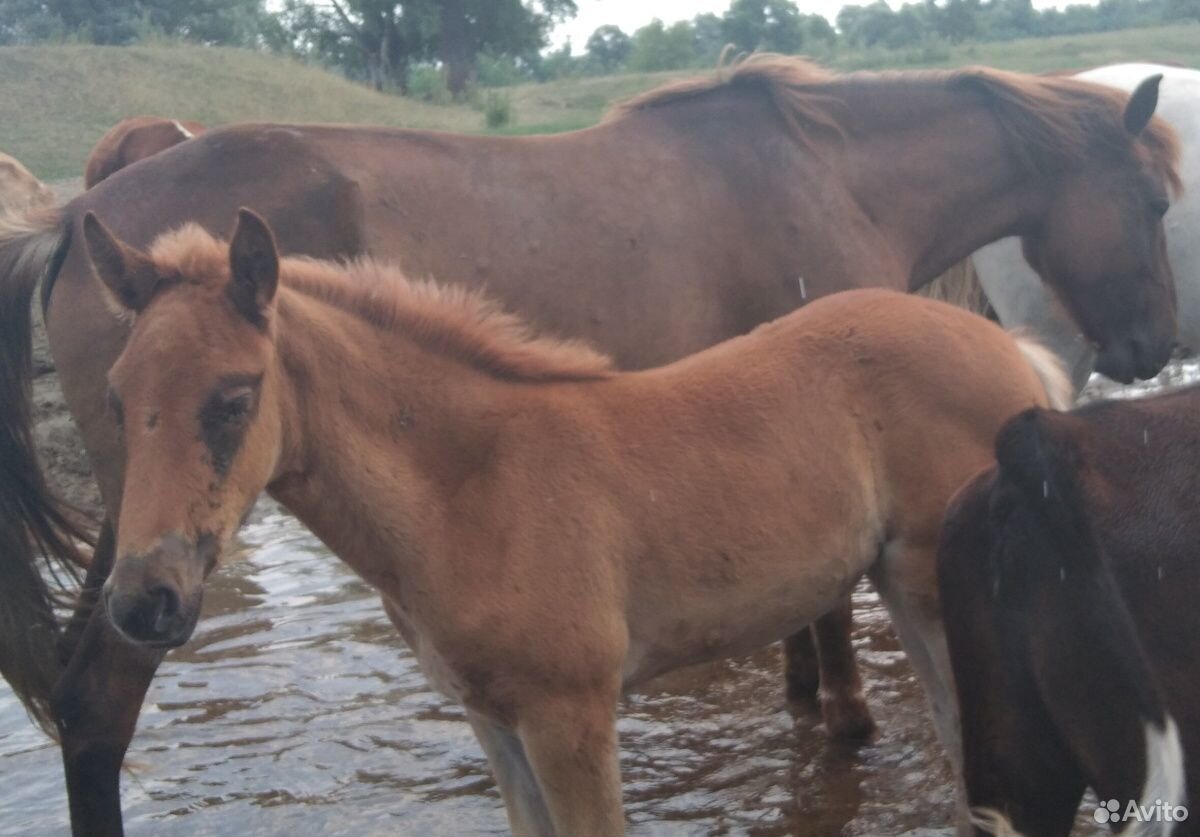 Кобыла с жеребенком