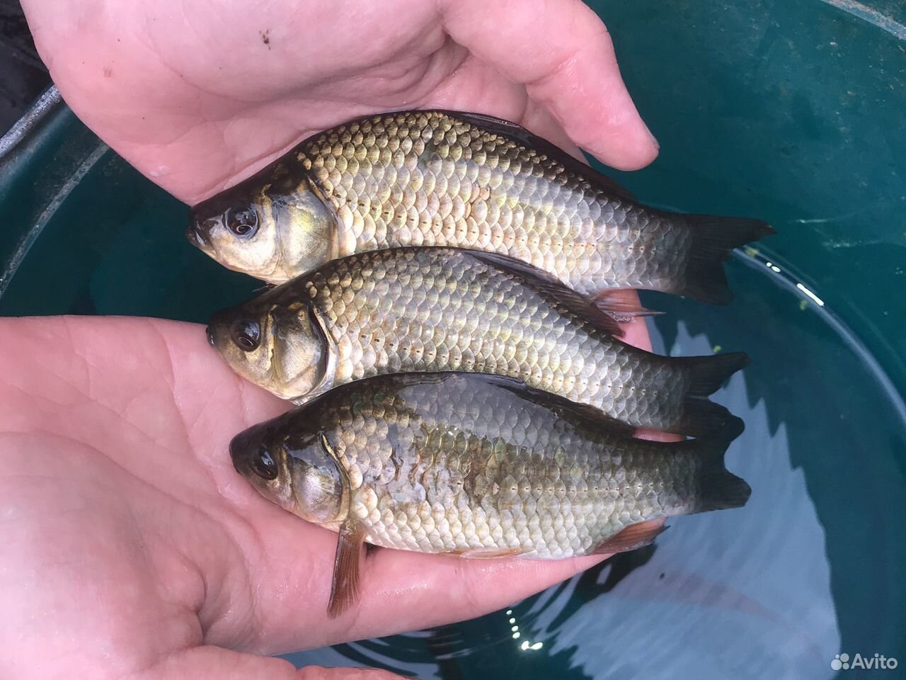 Карась золотой живой