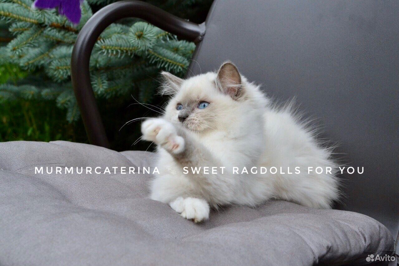Котята Рэгдолл