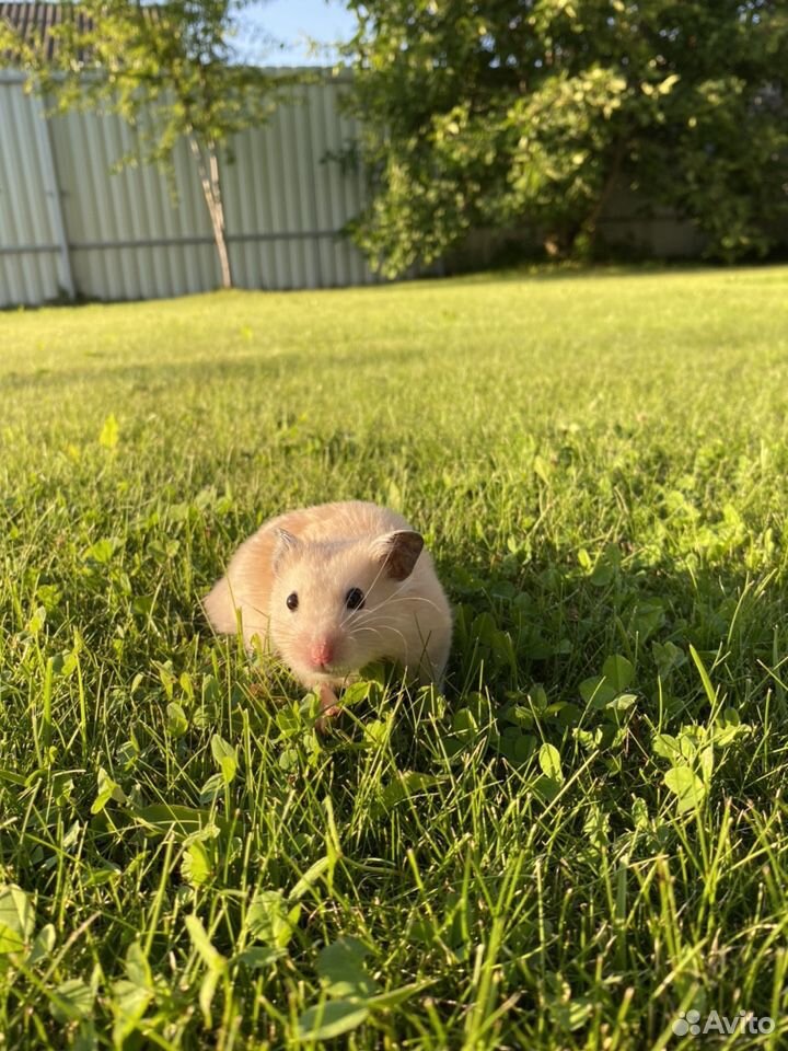 Сирийский хомяк для вязки
