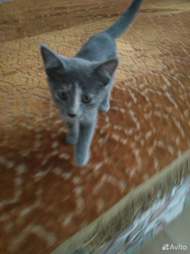 Кошки