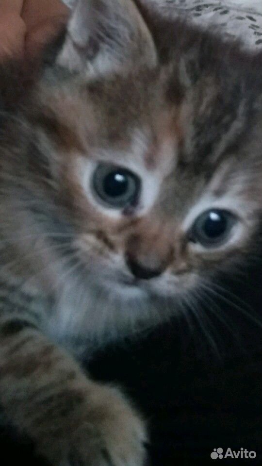 Британская киса