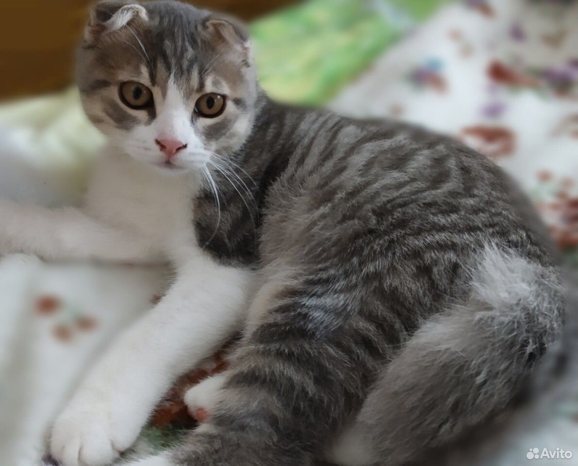 Шотландская