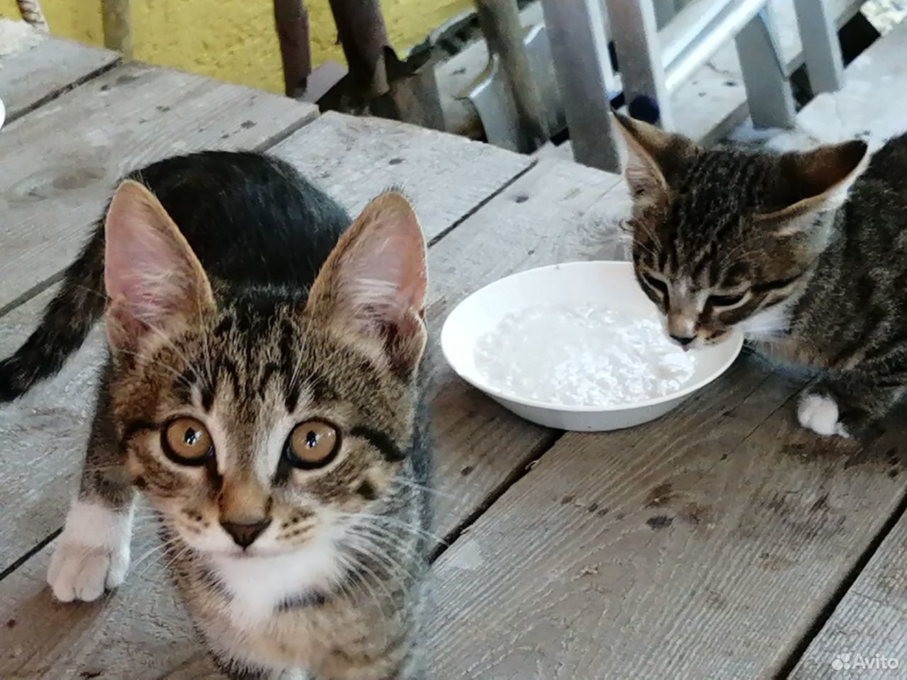 Два котенка