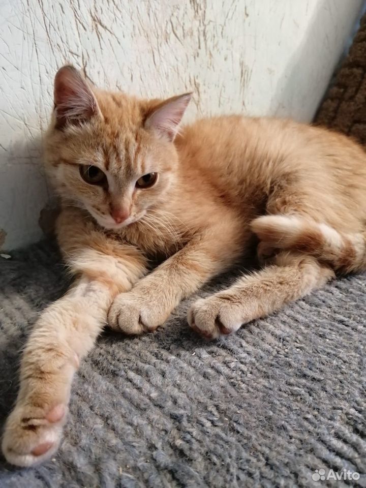 Котик Янтарь